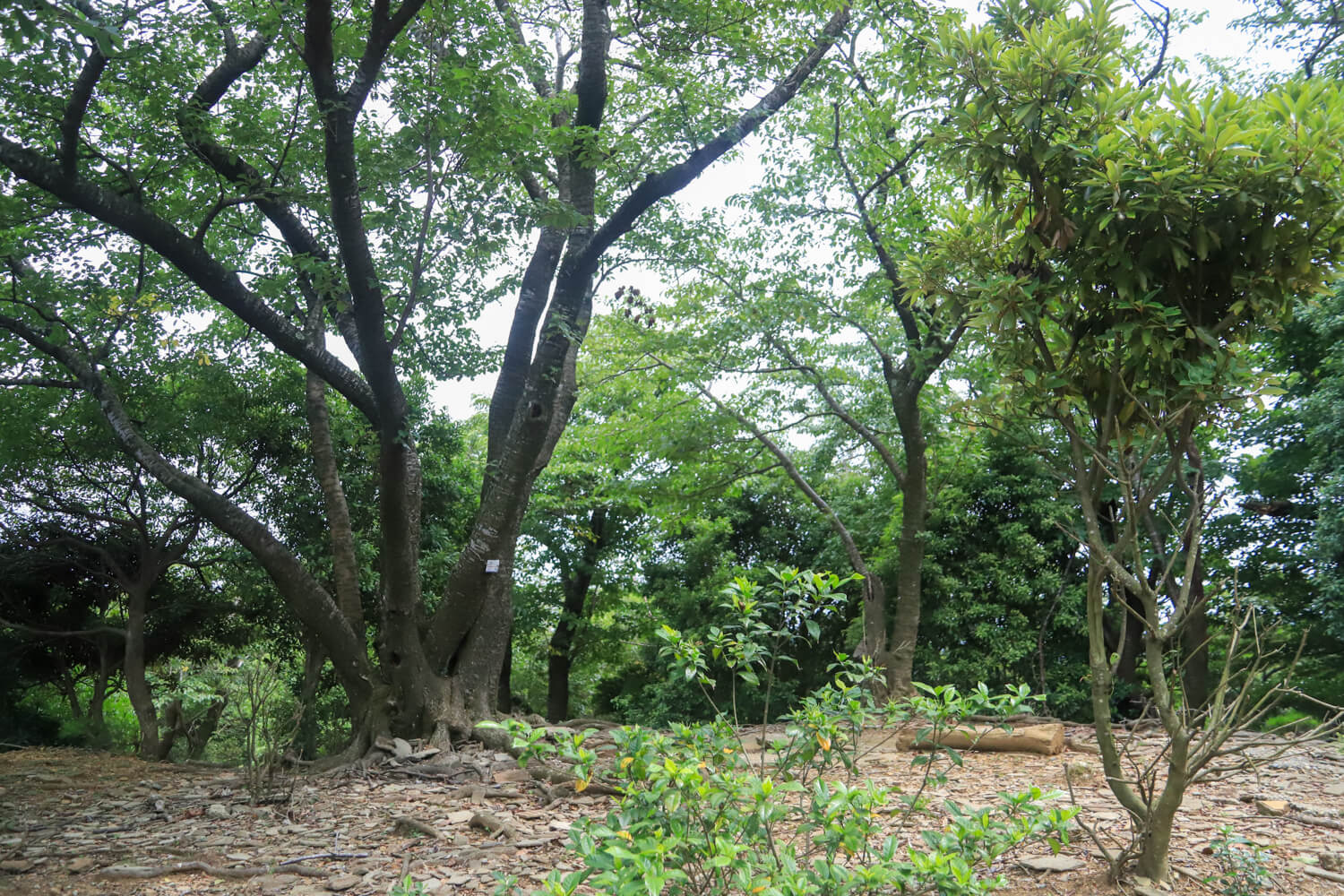 Mount Hinoyama loop trail. | Ise-Shima Hiking