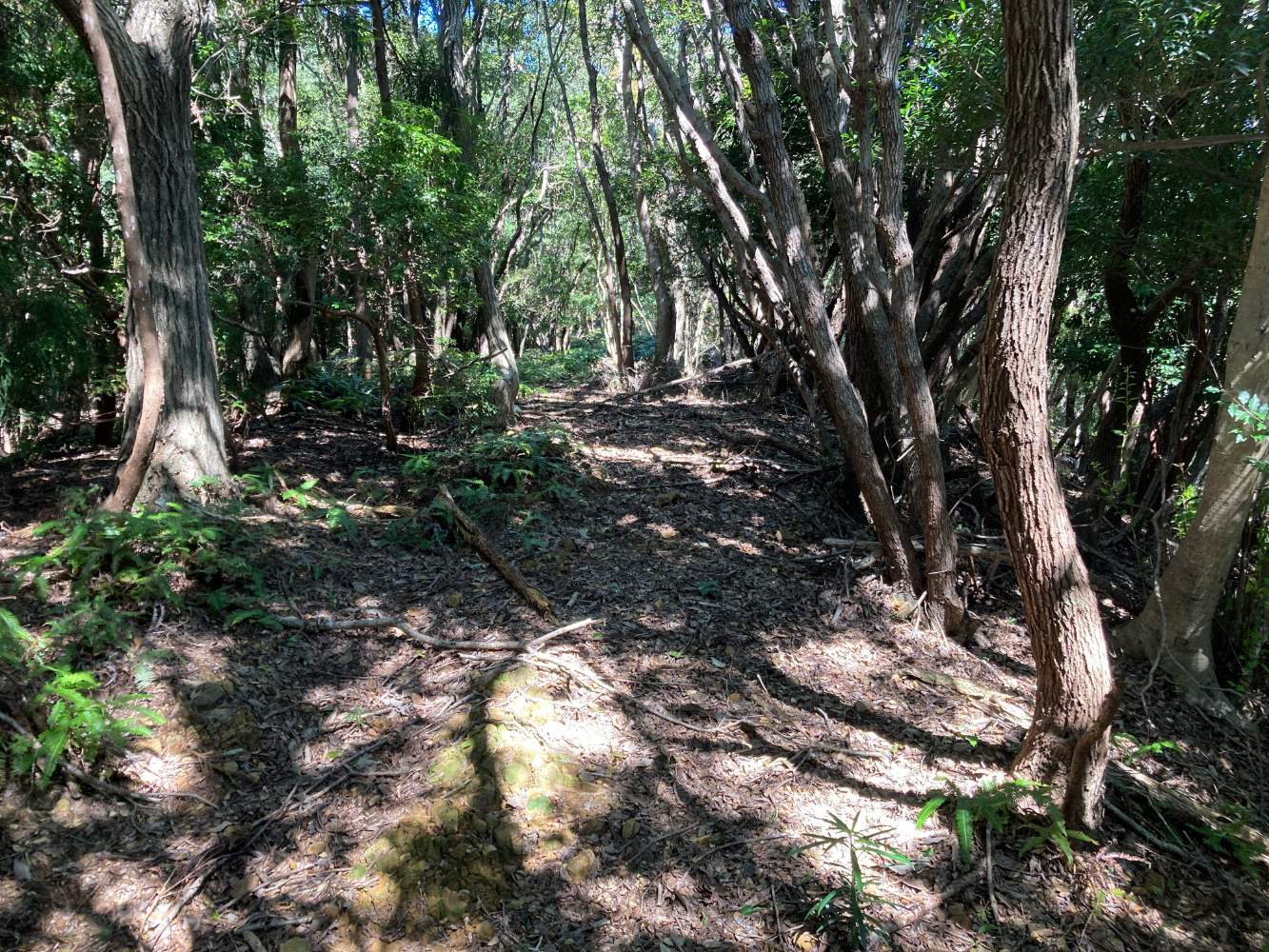 From Toba to Ise, a hike through two sacred mountains | Ise-Shima Hiking